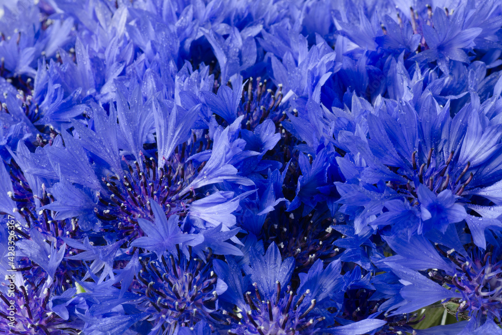 Blue cornflower Fine Art Floral Natural Textures. Portrait Photo ...
