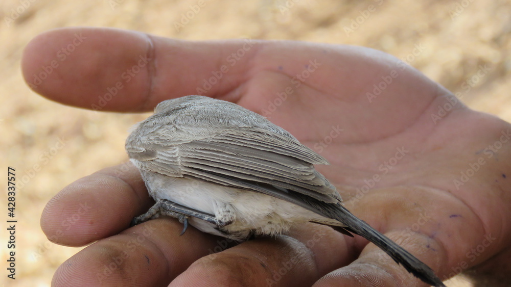 A broken-leg bird stands on male's hands after falling from the top of ...