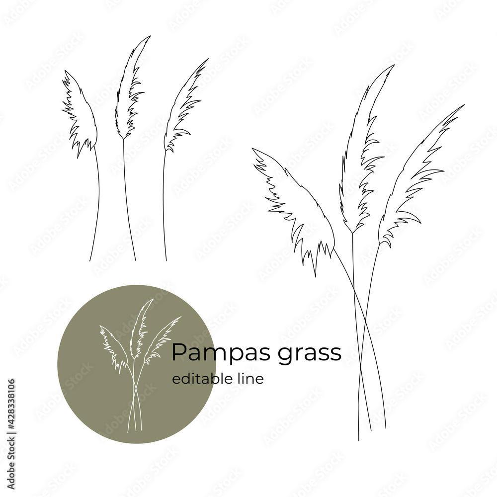 Pampas Grass drawn in a minimalistic style by line. Part of the ...