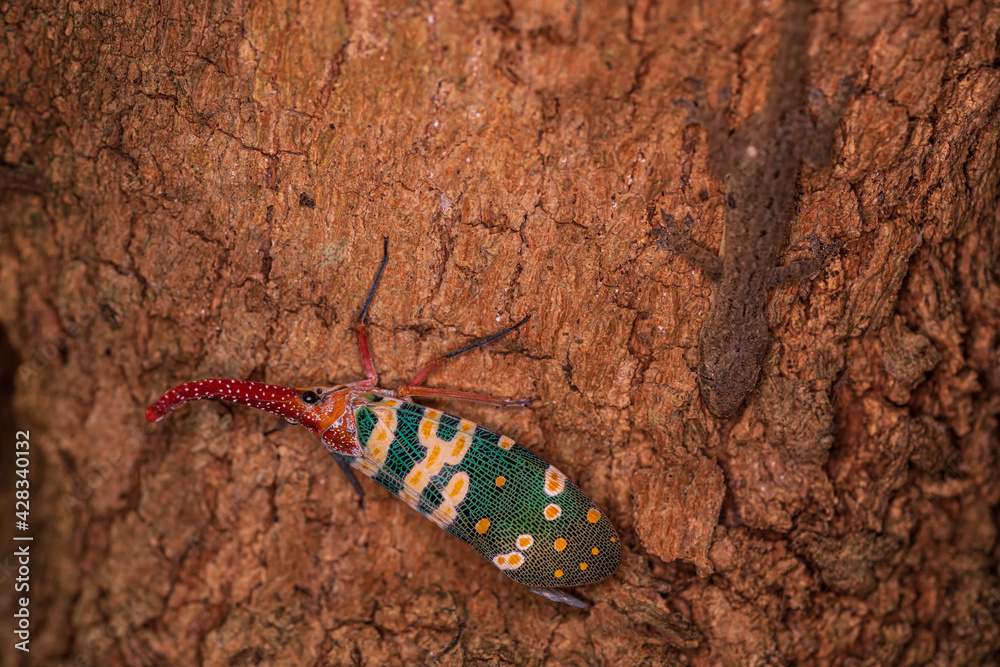 Lantern bug. Pyrops candelaria. The cicadas are in the trunk of the ...