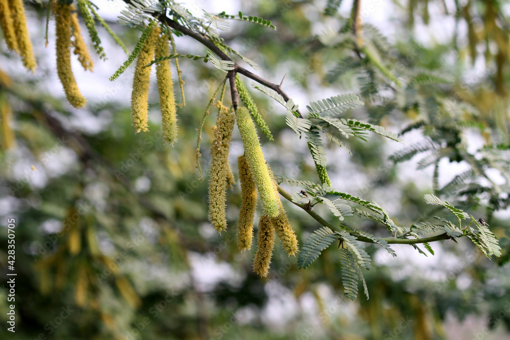 Prosopis Juliflora
