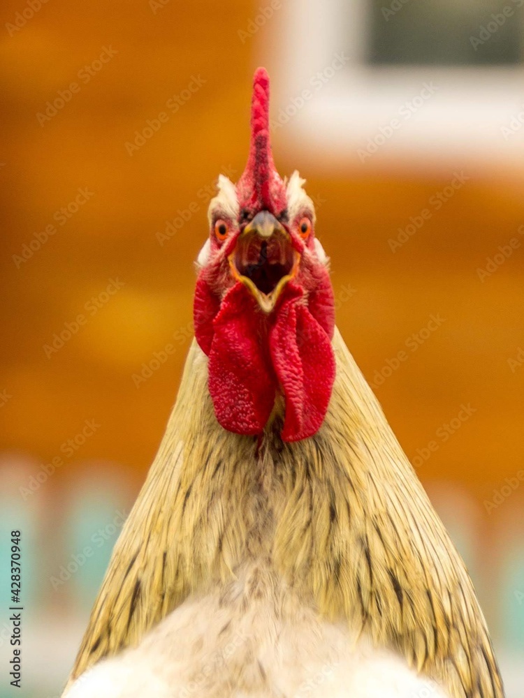 Angry rooster look and open mouth. The bird screams and looks close-up ...