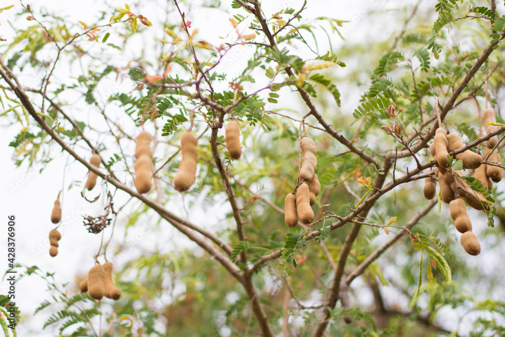 Close up sweet tamarind and leaf on the tree. Raw tamarind fruit hang ...