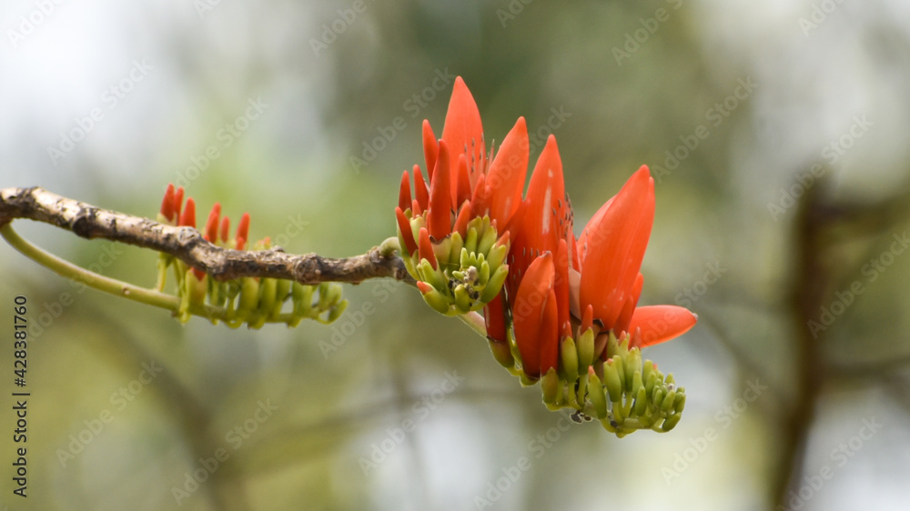 Flowering Indian Coral Tree or tiger's claw (Erythrina variegata) Stock ...