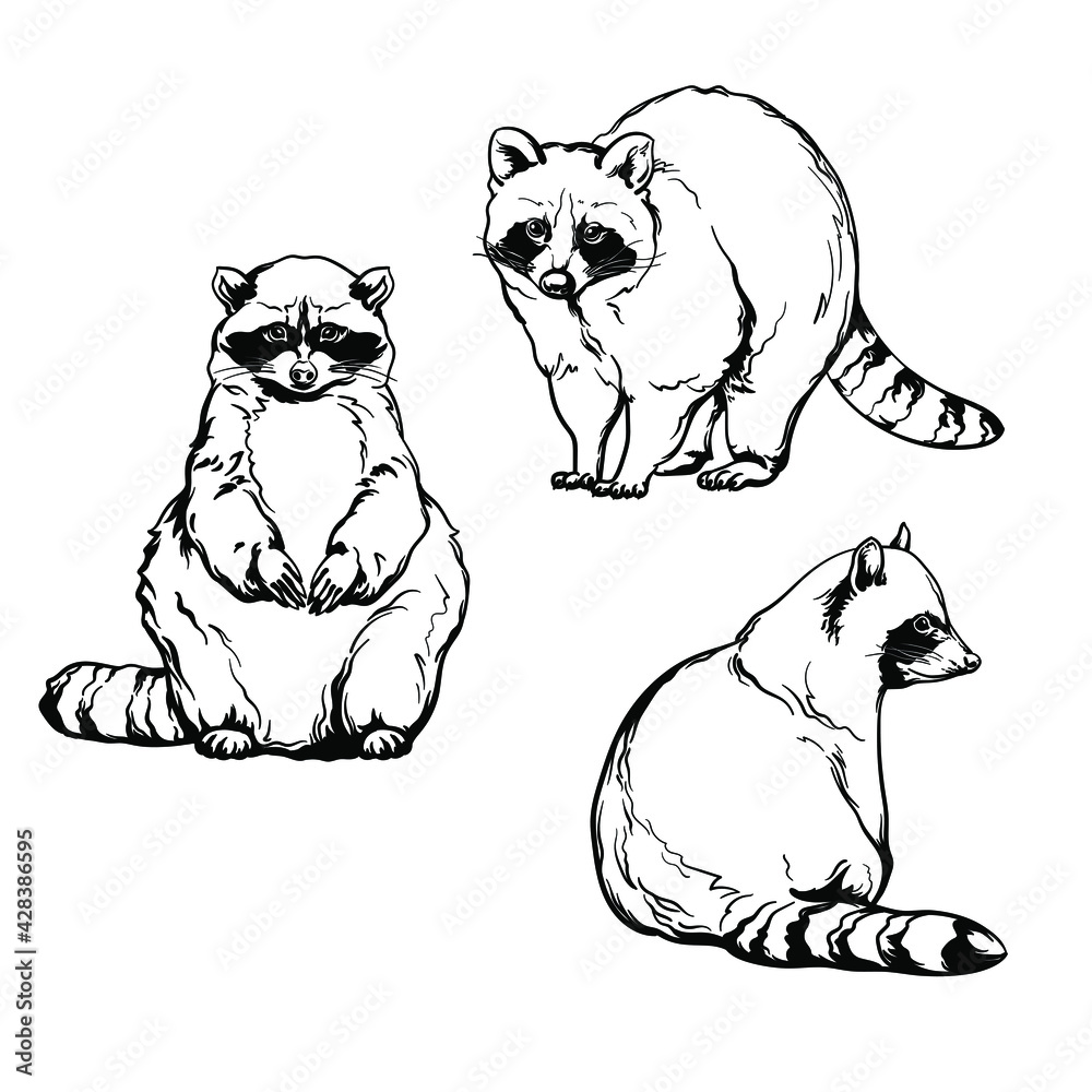 Raccoons, black and white drawing. Vector set of raccoons isolated on a ...