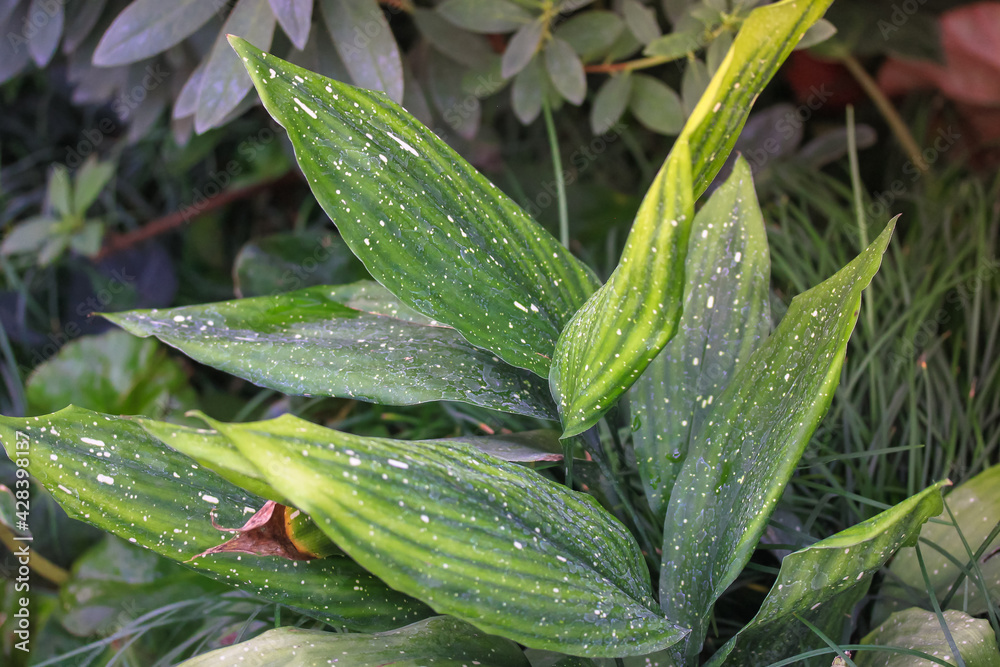Green yellow hosta leafs flatly. Exotic plants commonly known as hostas ...