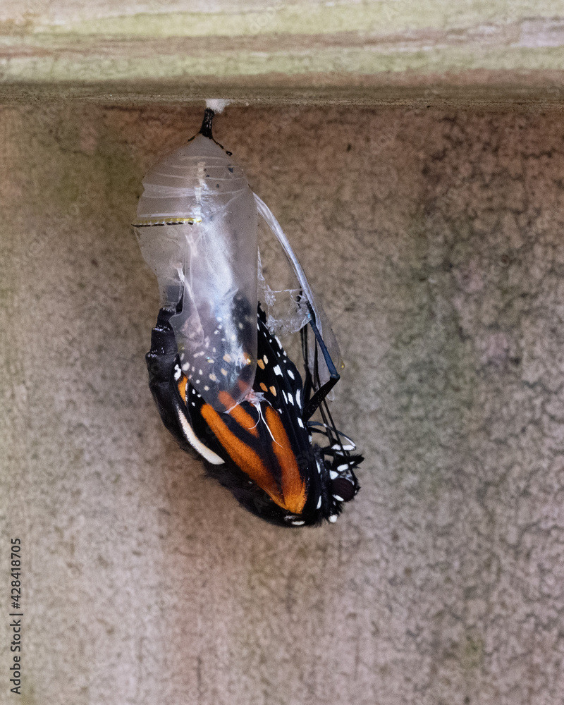 Monarch butterfly with black, orange, and white markings is emerging ...