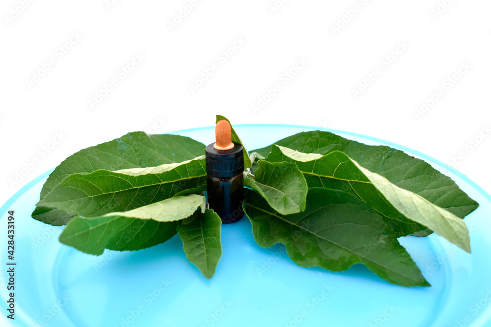 Green herbal leaves, Bitter leaf tree, Gymnanthemum extensum, Vernonia ...