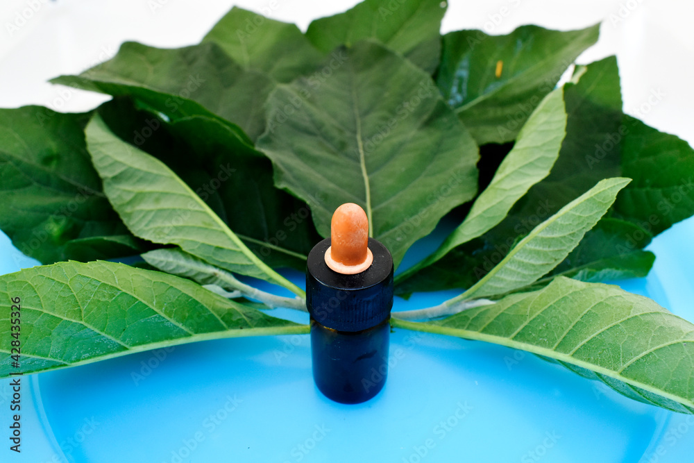 Green herbal leaves, Bitter leaf tree, Gymnanthemum extensum, Vernonia ...
