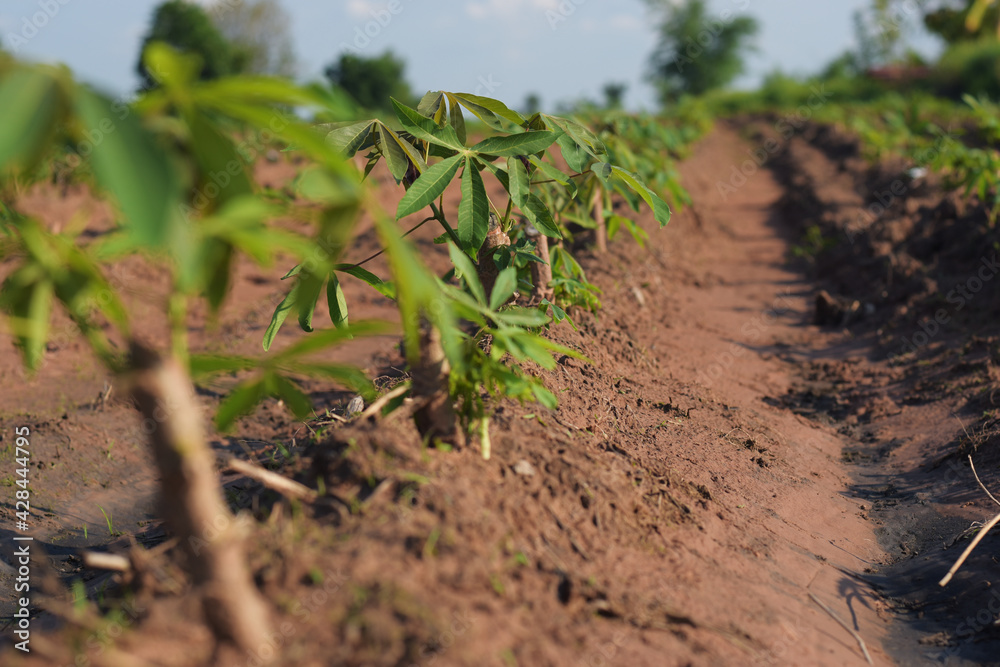 cassava plantation in rural farm of Thailand. Cassava fields. Stock ...