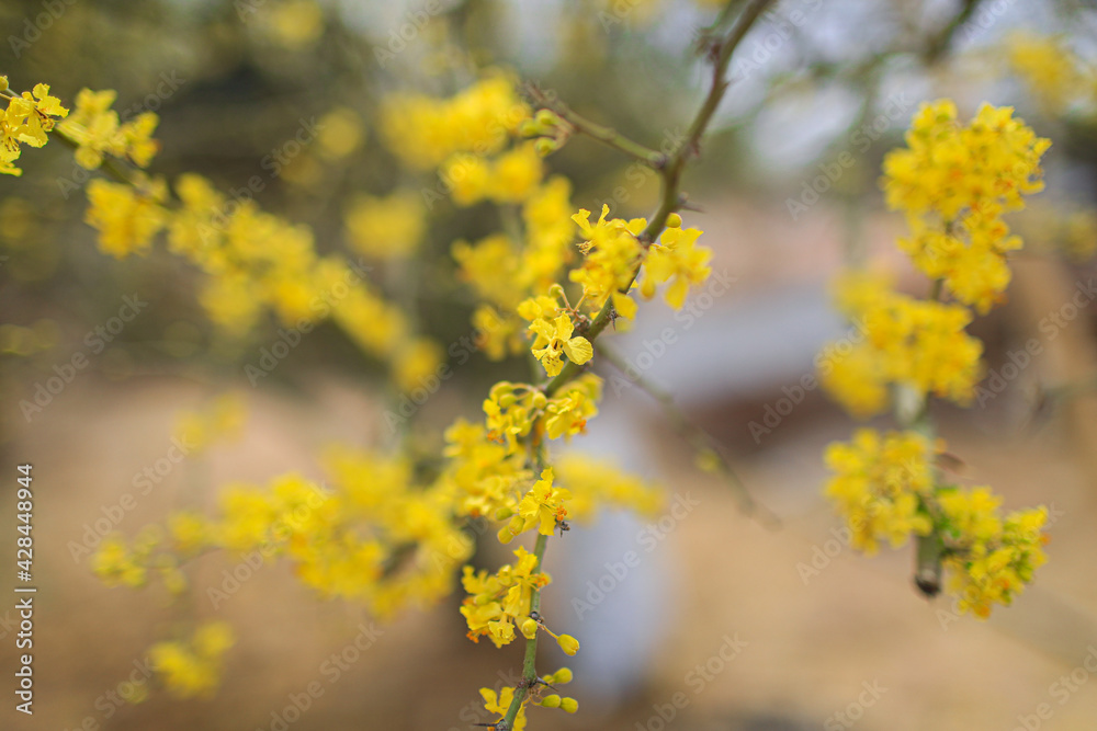 Yellow flowers of the palo verde tree, el espinillo or cinna-cina in ...
