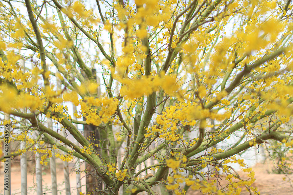 Yellow flowers of the palo verde tree, el espinillo or cinna-cina in ...