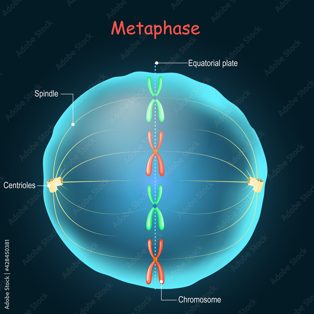 Metaphase. cell division. Stage of mitosis Stock Vector | Adobe Stock