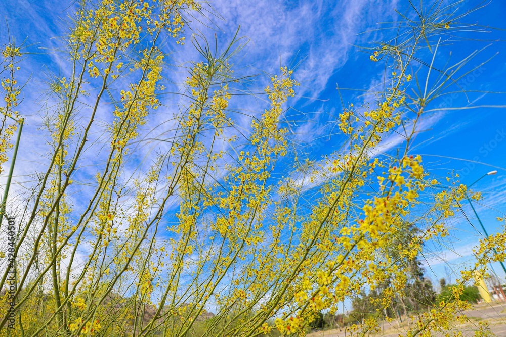 yellow flowers of the palo verde tree, El espinillo or cinna-cina in ...