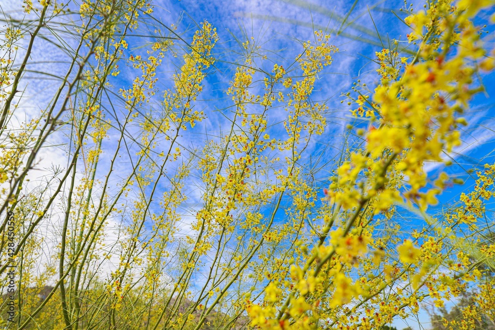 yellow flowers of the palo verde tree, El espinillo or cinna-cina in ...