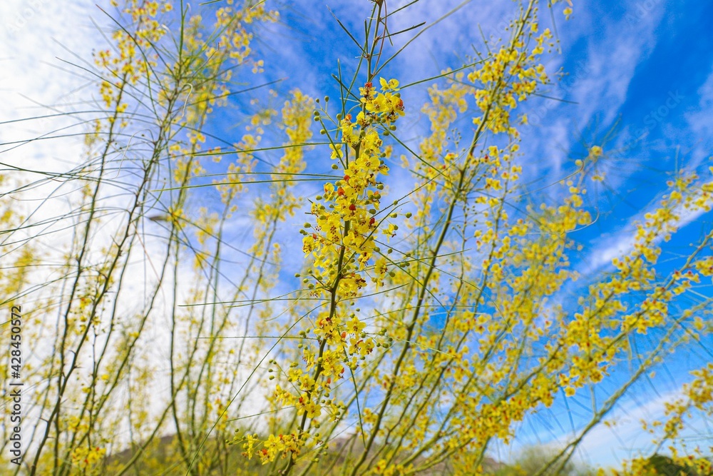 yellow flowers of the palo verde tree, El espinillo or cinna-cina in ...