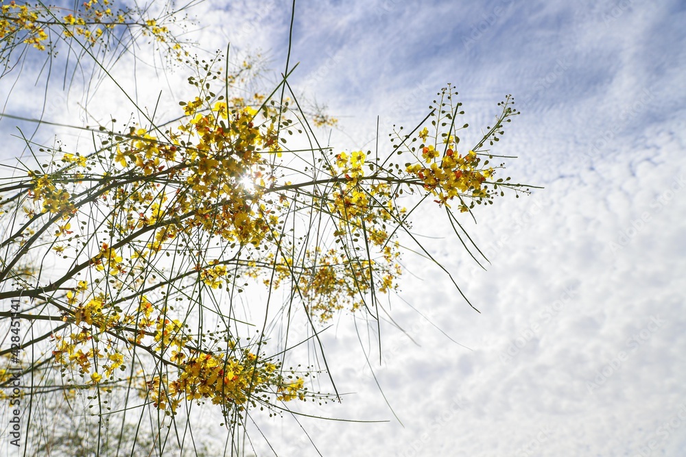 yellow flowers of the palo verde tree, El espinillo or cinna-cina in ...