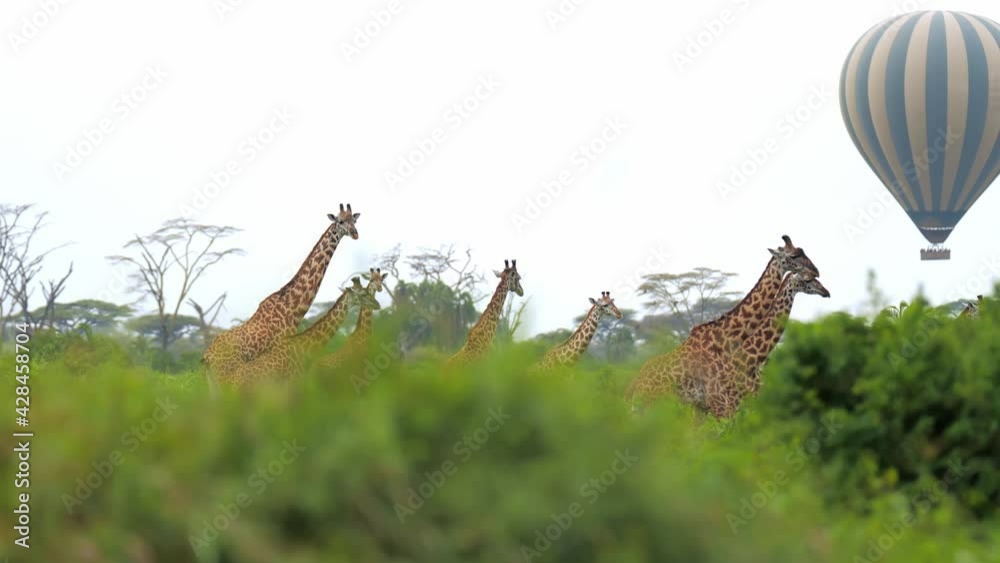 Magnificent tower of giraffes migrating in african savanna. A group of ...