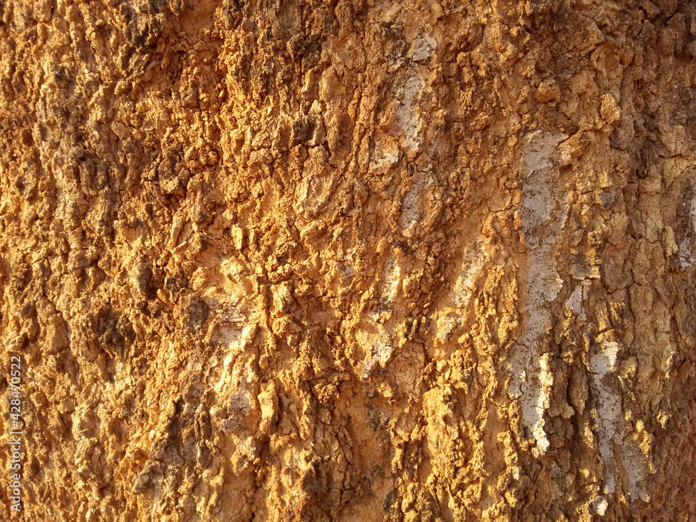 The bark of a Shepherd tree (Boscia albitrunca) or Motopi in Setswana ...