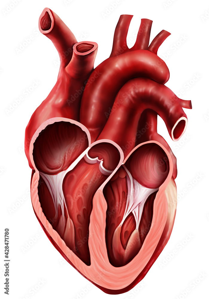 Medical illustration of Open Heart Stock Illustration | Adobe Stock