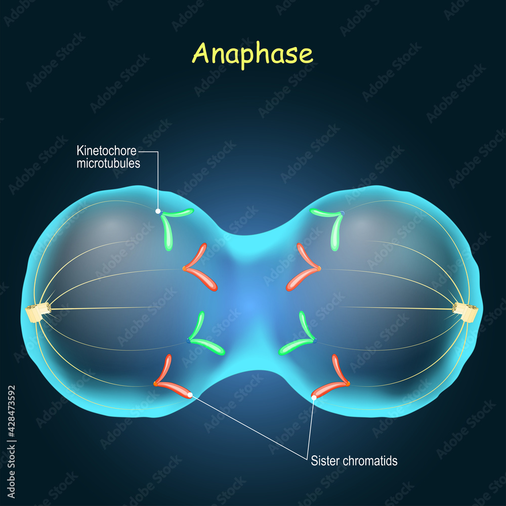 Anaphase. cell division in sexually-reproducing. Stage of mitosis Stock ...