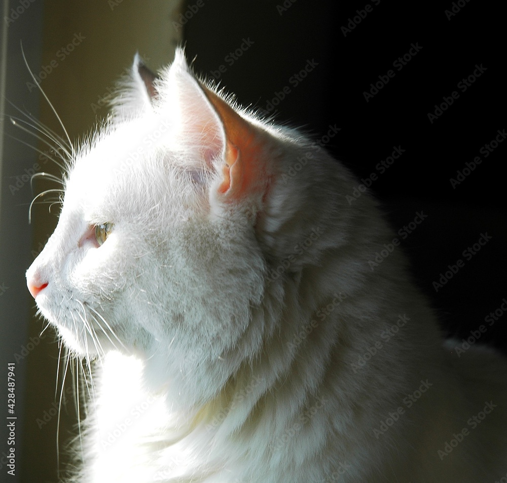 weiße Katze im Profil, dem Licht zugewandt, Detailaufnahme ...