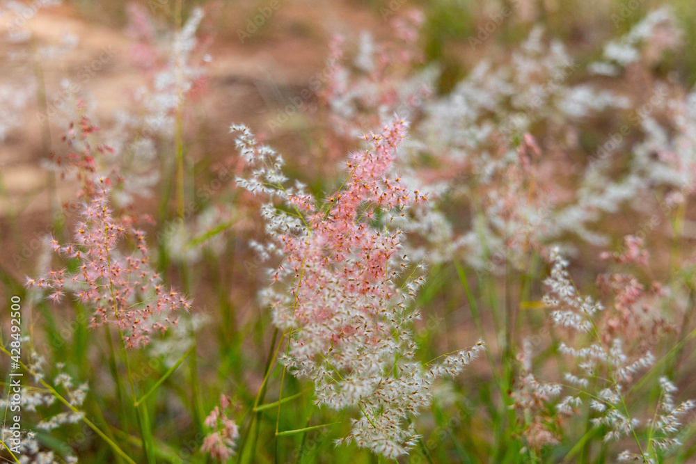 Panicum melinis conhecido com Capim Seda Stock Photo | Adobe Stock