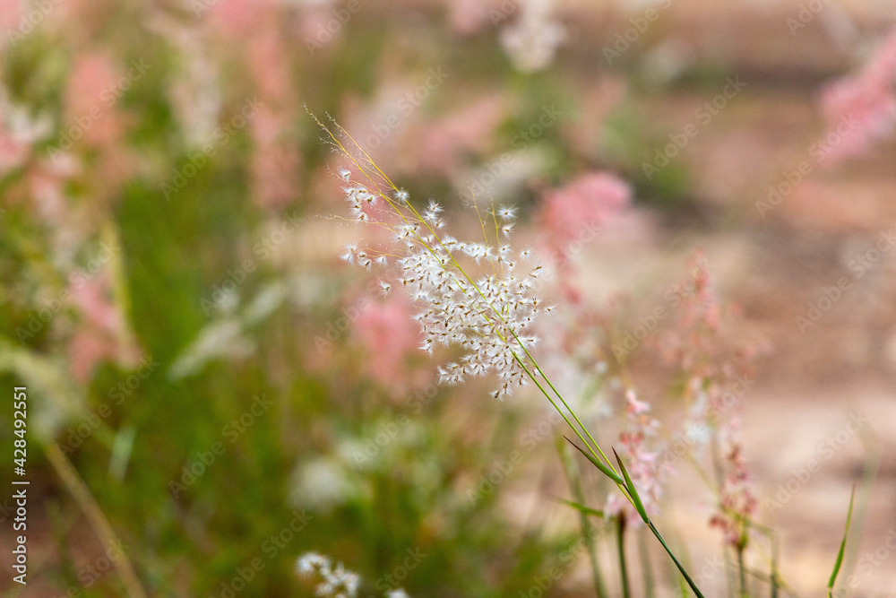 Panicum melinis conhecido com Capim Seda Stock Photo | Adobe Stock