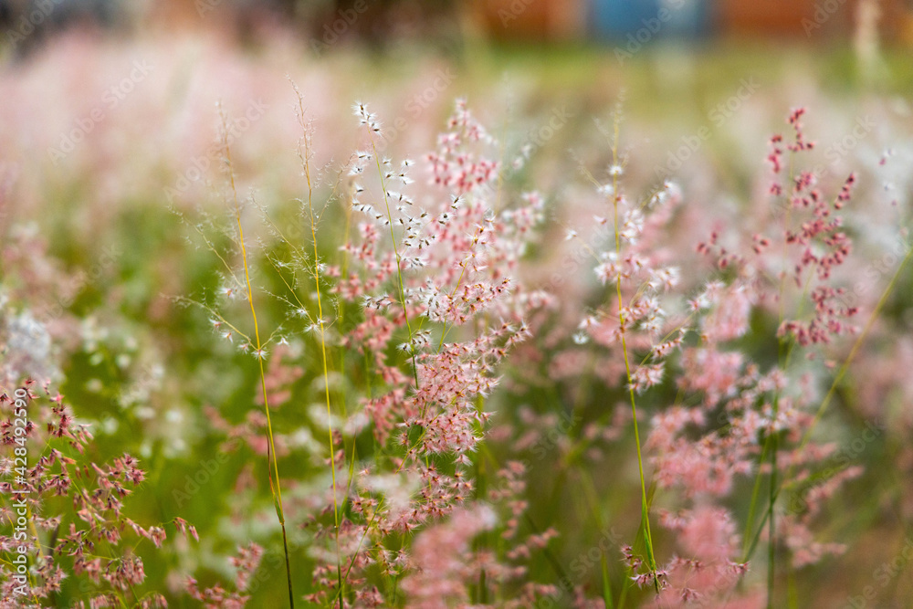 Panicum melinis conhecido com Capim Seda Stock Photo | Adobe Stock