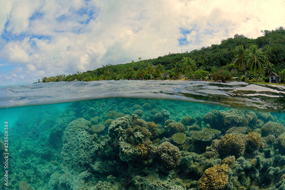 plage et coraux de bora bora - polynesie francaise Stock Photo | Adobe ...