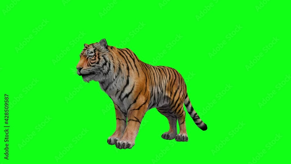 Tiger Roar Animals Green Screen 3D Rendering Animation, Five Camera ...