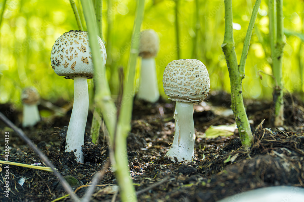 Magic mushroom (Psilocybe cubensis, Strophariaceae ) with bokeh nature ...