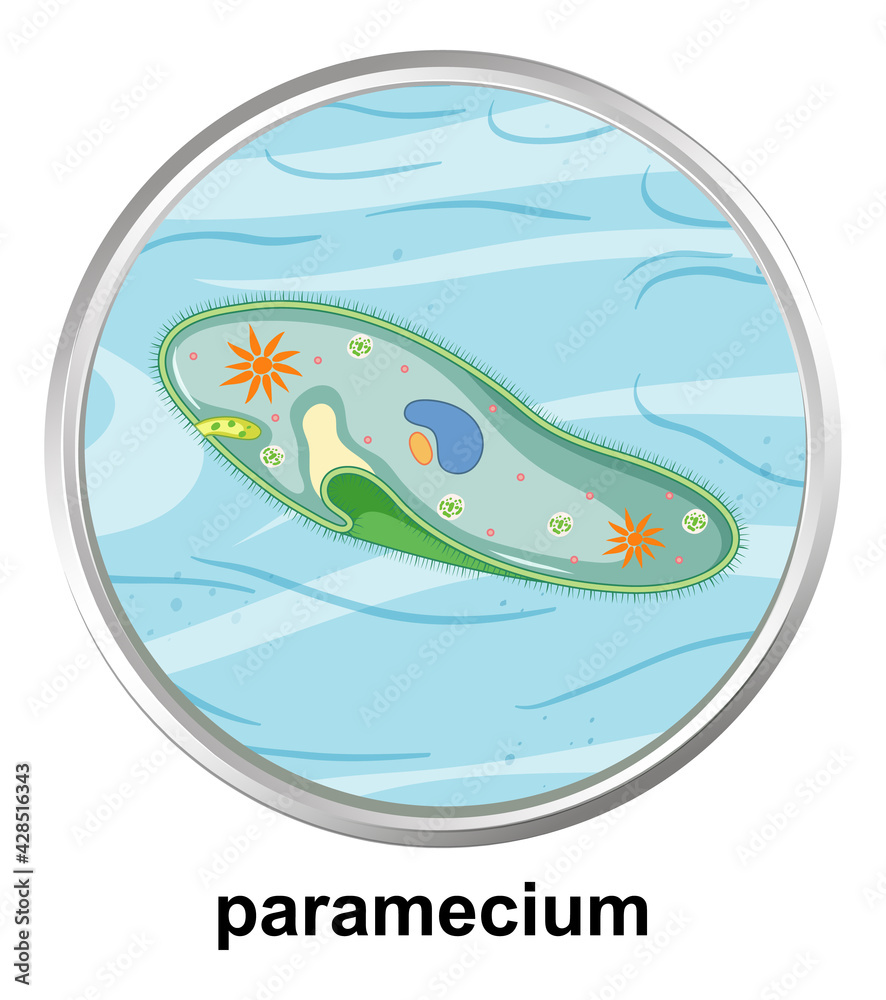 Anatomy structure of Paramecium on white background Stock Vector ...