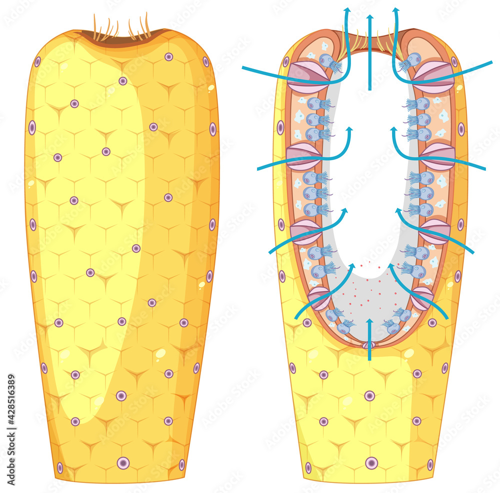 Diagram of sponges structure for biology education Stock Vector | Adobe ...