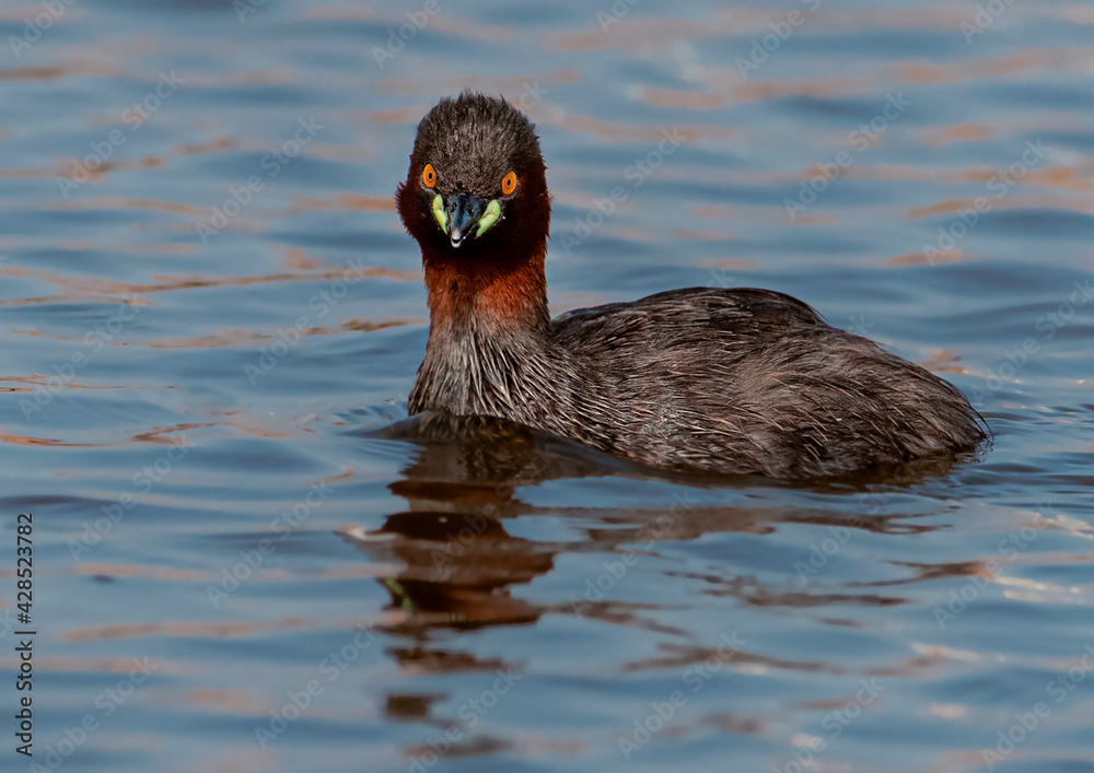 closeup of little grebe in pond , The little grebe, also known as ...