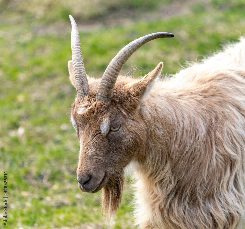 Goat Landrace Jamtland goat at Slotsskogen zoo keeping traditional ...