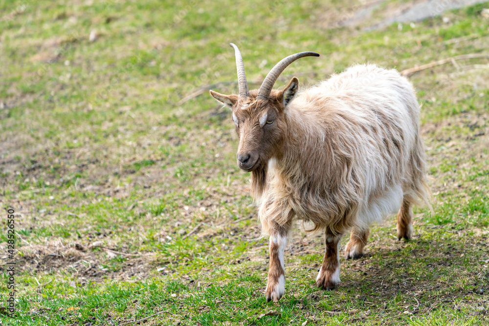 Goat Landrace Jamtland goat at Slotsskogen zoo keeping traditional ...