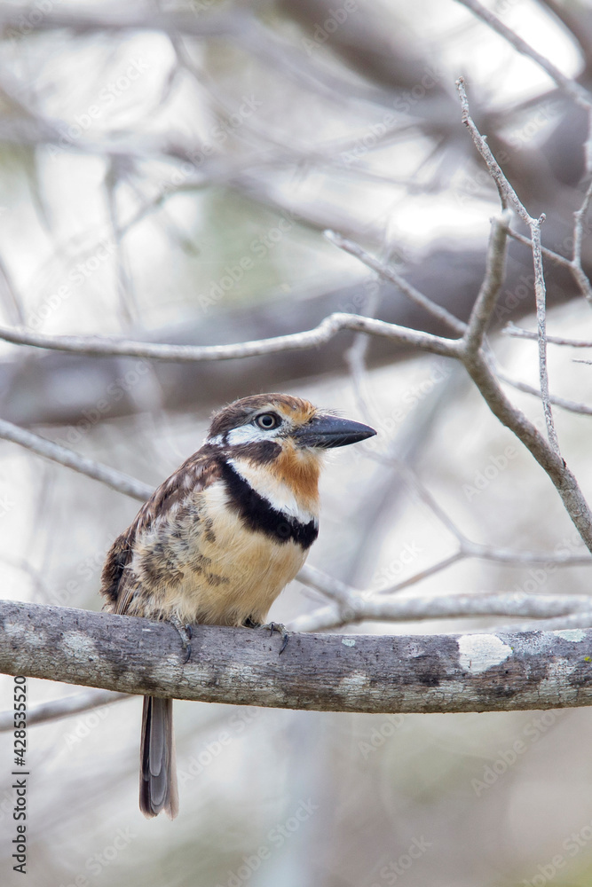 Russet-throated Puffbird, (Hypnelus ruficollis ssp ruficollis), Los ...