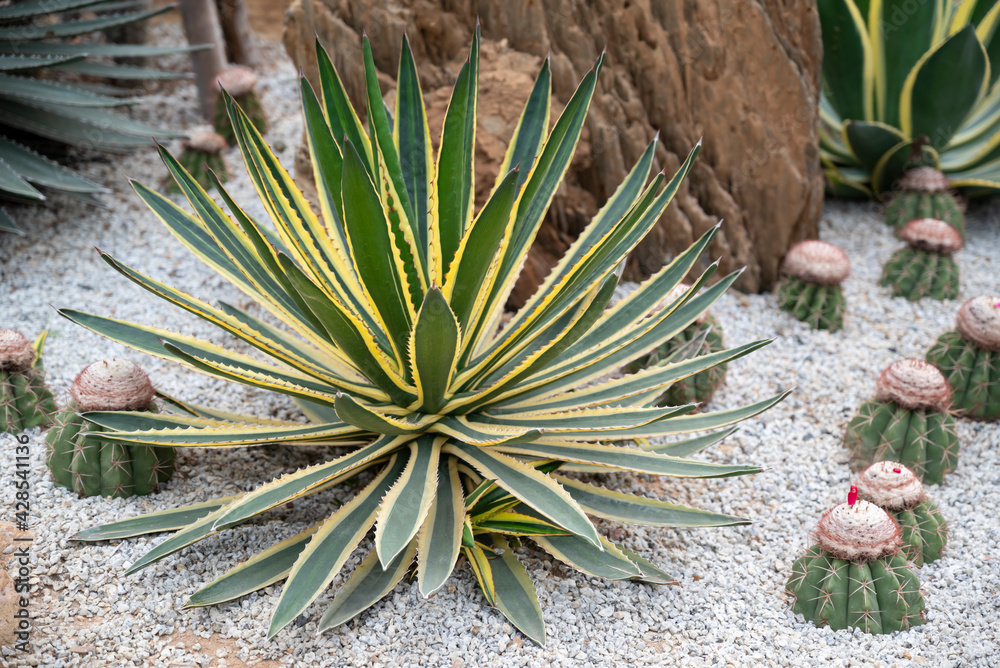 Foto de Green-yellow agave plant with pointed leaf and thorns in the ...