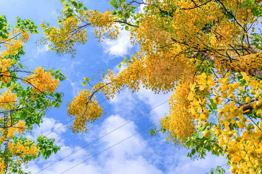 Beautiful of cassia tree, THAILAND national tree.Yellow LABURNUM ...