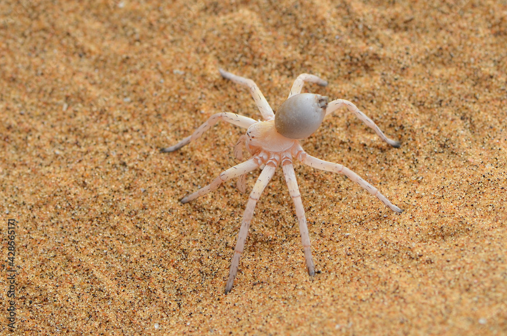 Closeup of the dancing white lady or wheel spider Carparachne cf. alba ...