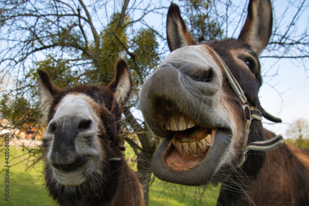 Lustige Esel und ihre Grimassen Stock Photo | Adobe Stock