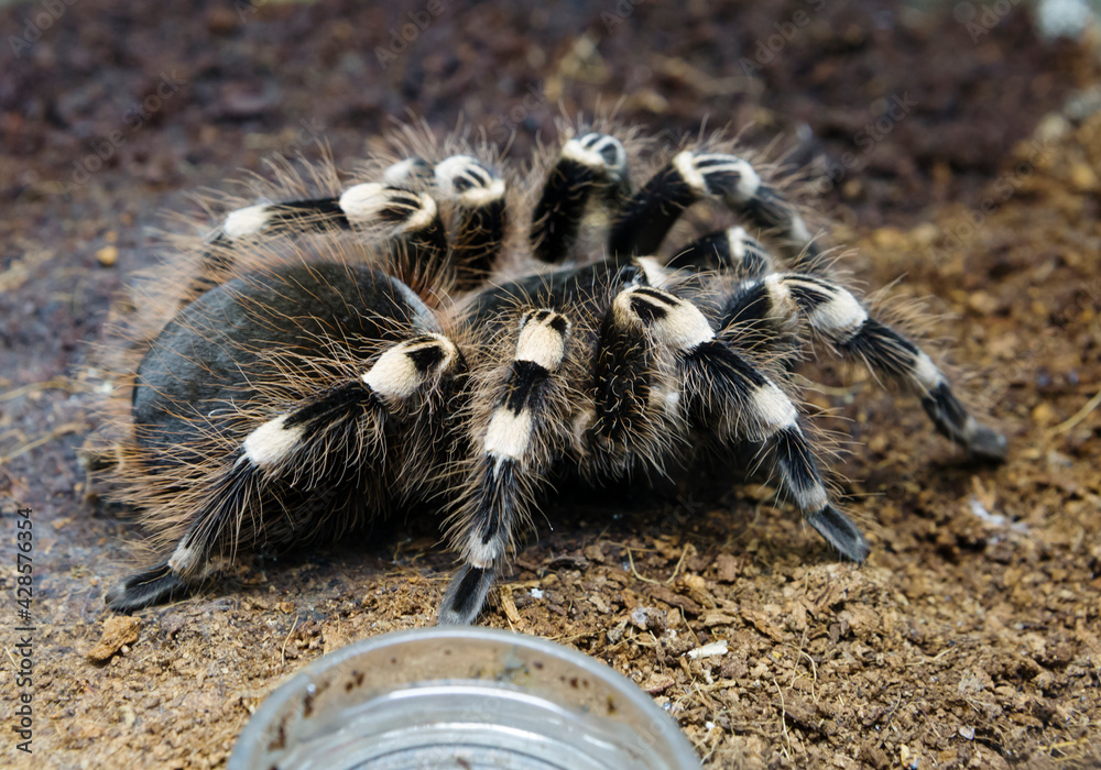 White-bellied Tarantula. It lives in fairly deep burrows, which, as a ...