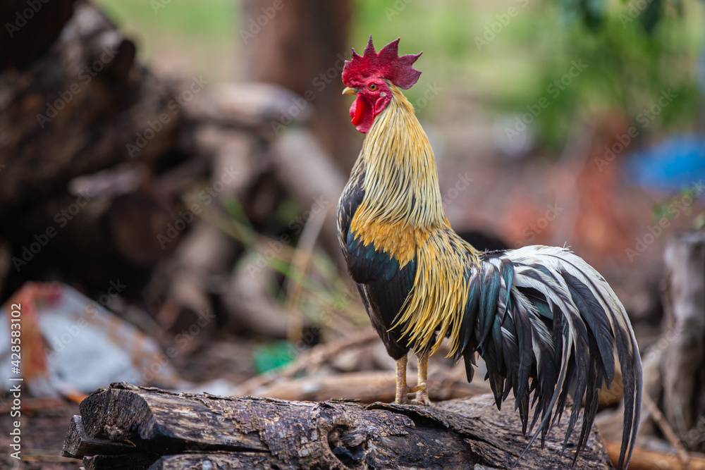 Poster Thai native chickens are popularly raised according to nature ...