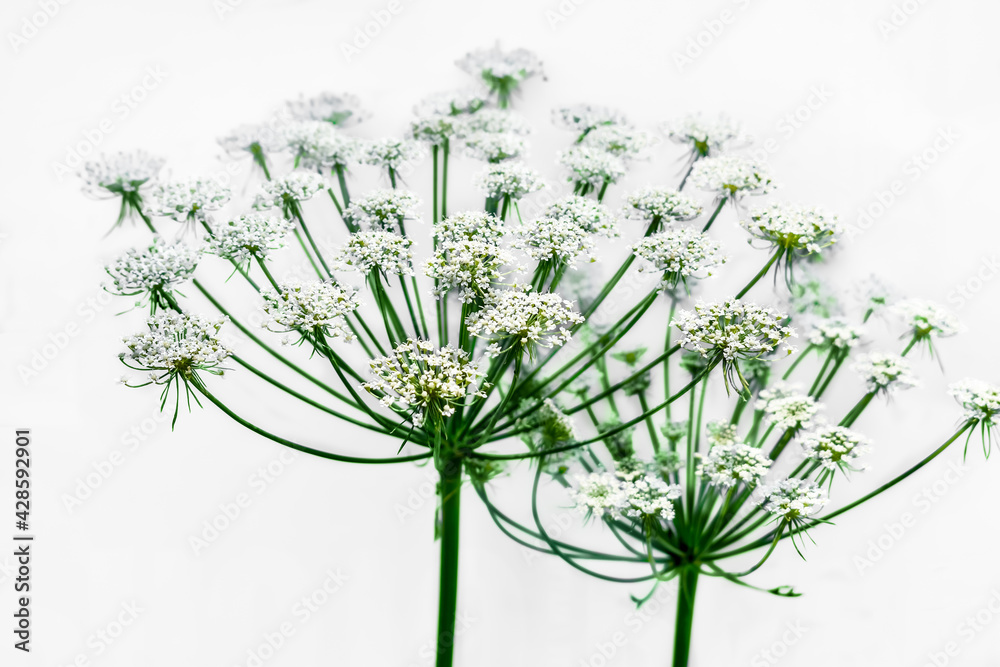 Conium Maculatum Flower