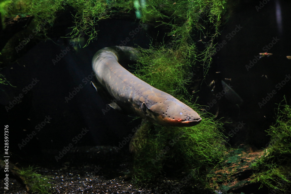 An electric eel emerges from the algae. Visible his head, fins, eye. It ...