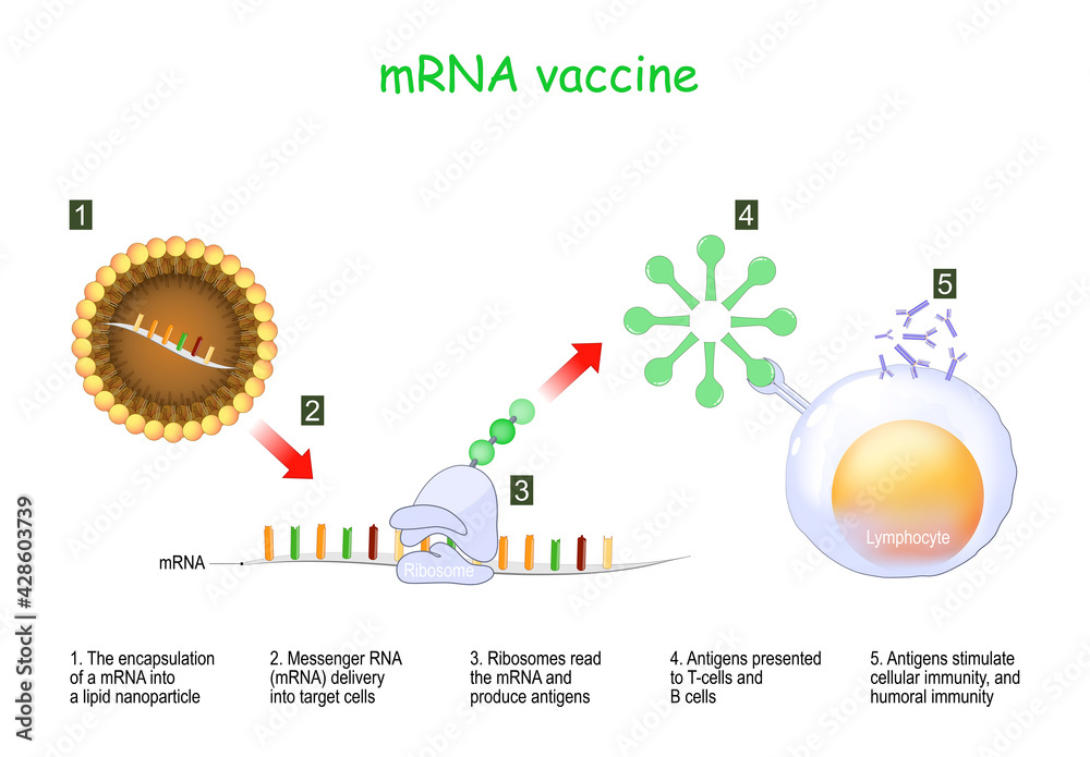mRNA vaccine Stock Vector | Adobe Stock