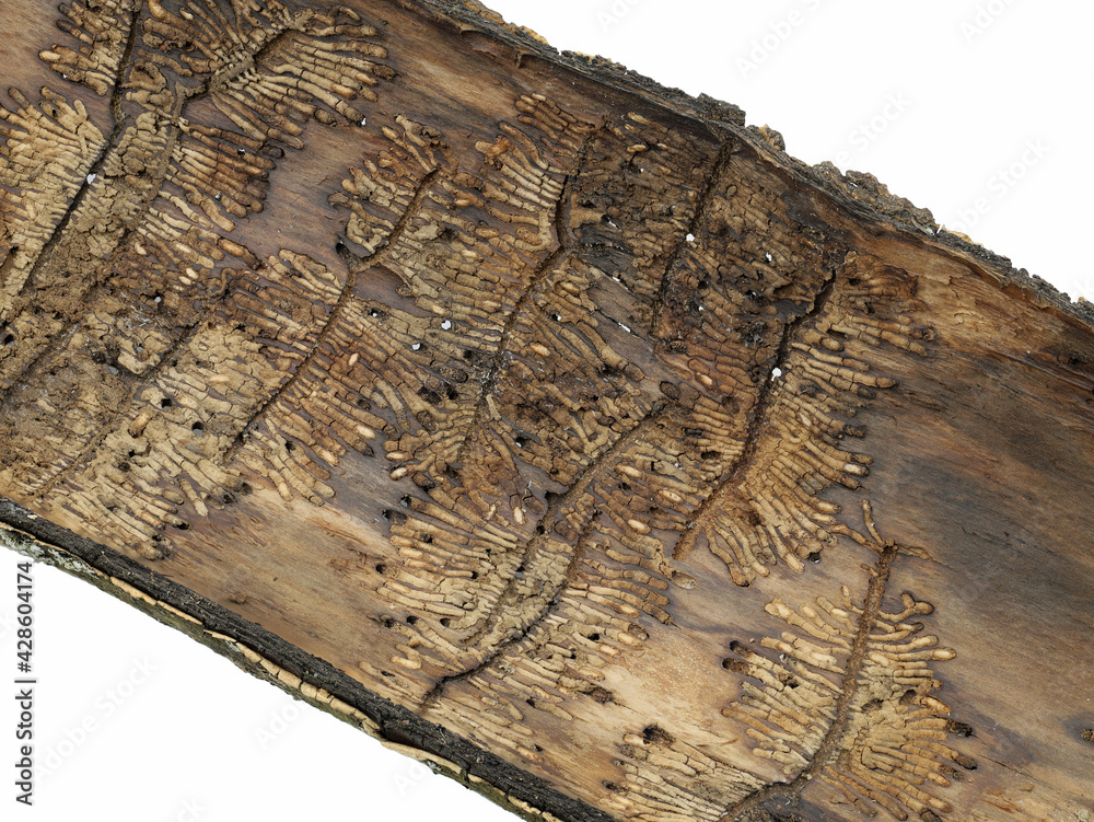 residues of a larva of a european bark beetle, Ips typographus, in a ...
