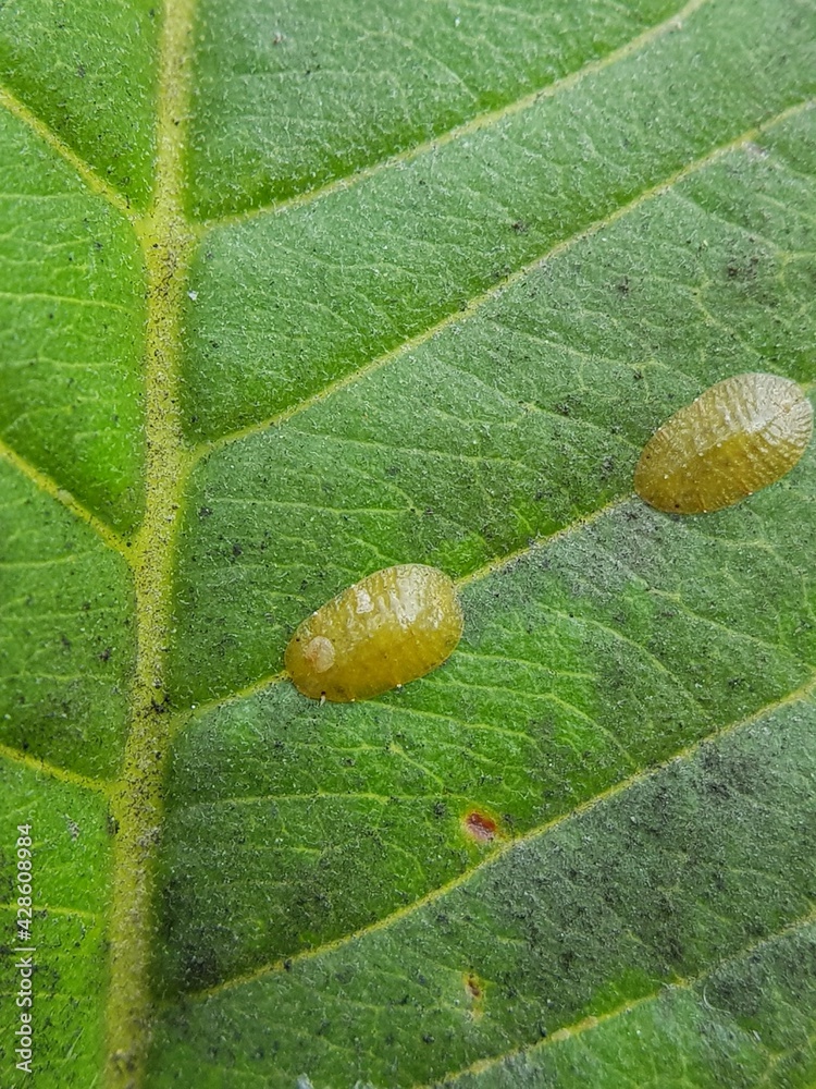 Scale insect damaged on guava leaf in Viet Nam. Stock Photo | Adobe Stock