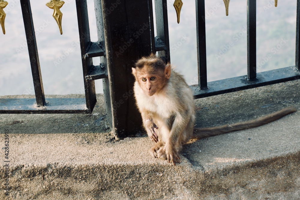 Indian Monkeys at Nandi Hills in South India Stock Photo | Adobe Stock